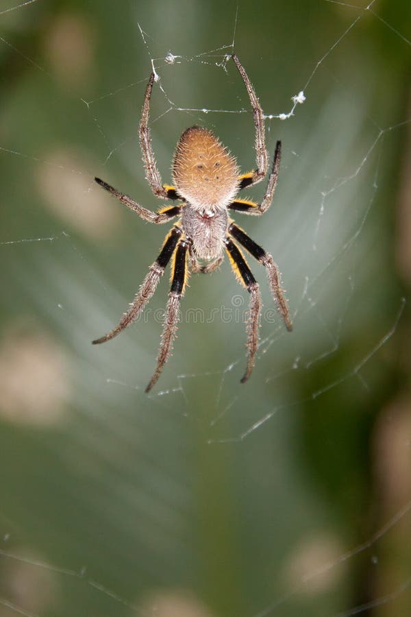 Spider Web Yellow Upper Legs Stock Photos - Free & Royalty-Free Stock ...