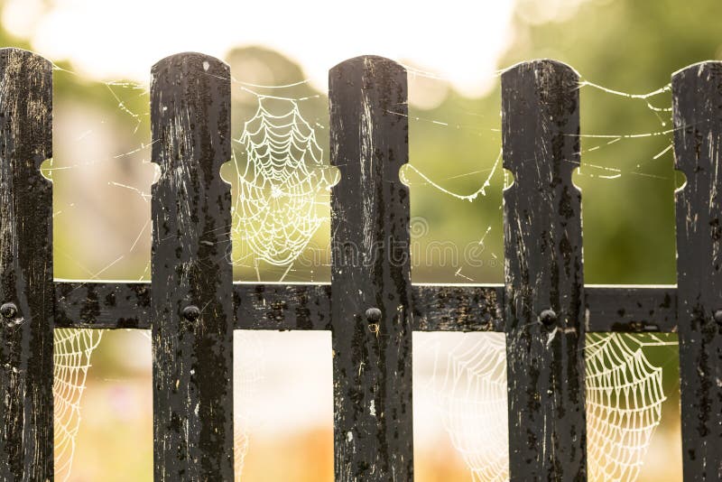 Spider Webb on Fence in the Morning Stock Photo - Image of mist ...