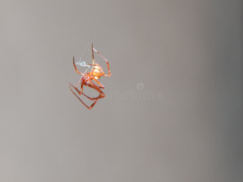 Spider webbing stock photo. Image of webing, hanign, spider - 66189504