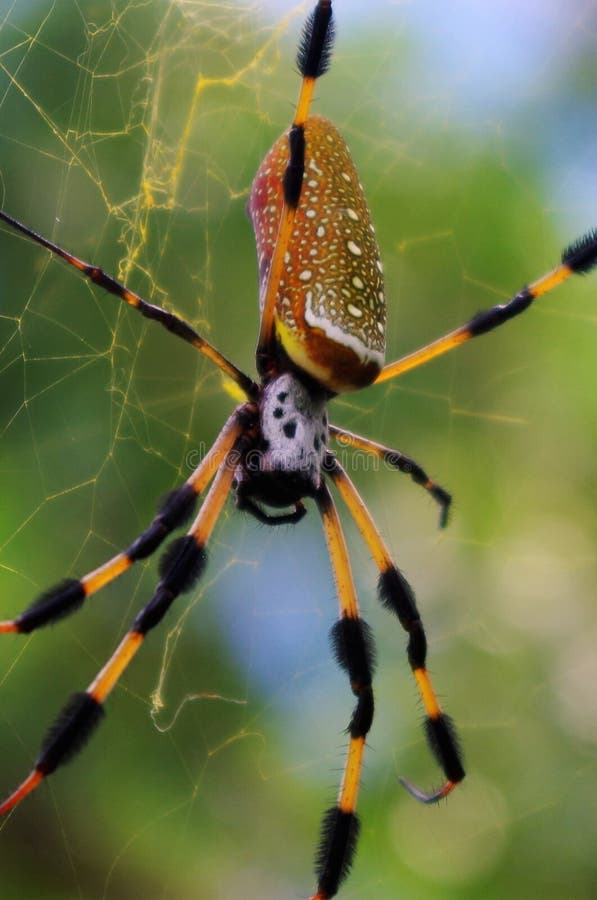 A Spider Webbing stock photo. Image of spinning, nest - 2758314