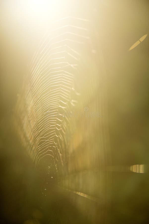 Spider webs in back light stock image. Image of browen - 160439841