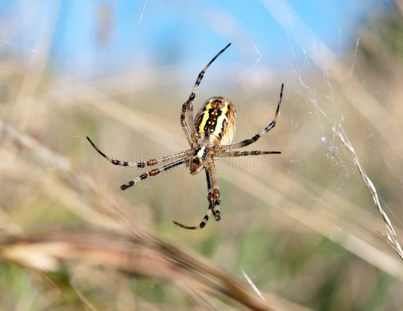 Spider webs stock image. Image of black, background, brown - 34005249