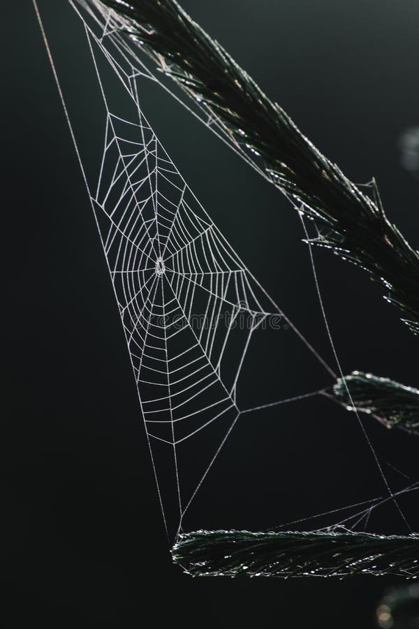 Spider Webs on the Branches Stock Image - Image of pattern, symmetry ...