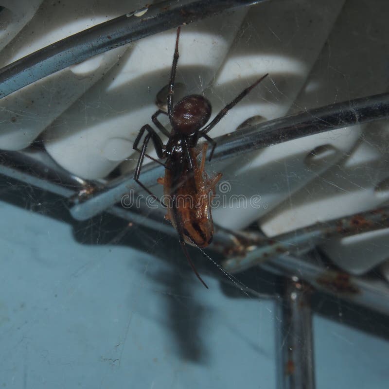 Spider Webs Caught the Cockroach, Kill it and Eat it. Stock Photo ...