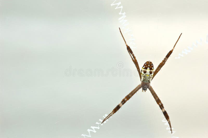 1,512 Clear Spider Stock Photos - Free & Royalty-Free Stock Photos from ...