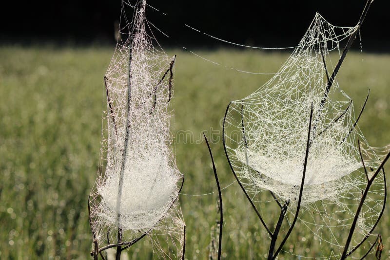 Spider webs stock photo. Image of covered, spider, strand - 54800596