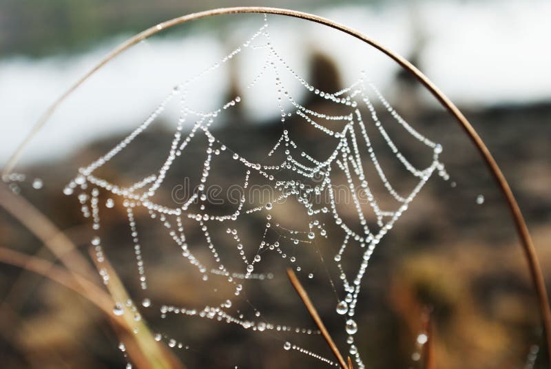 Spider Webs the Dew Stuck on Stock Photo - Image of stuck, holiday ...