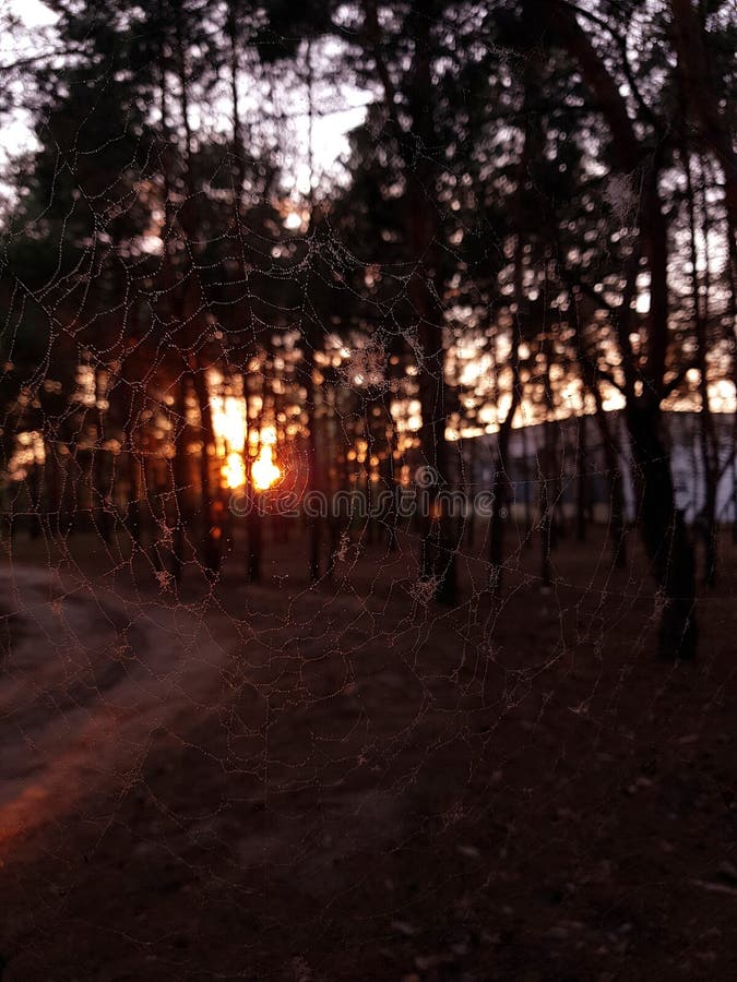 Spider Webs in the Dew at Sunset. Stock Photo - Image of freshness ...