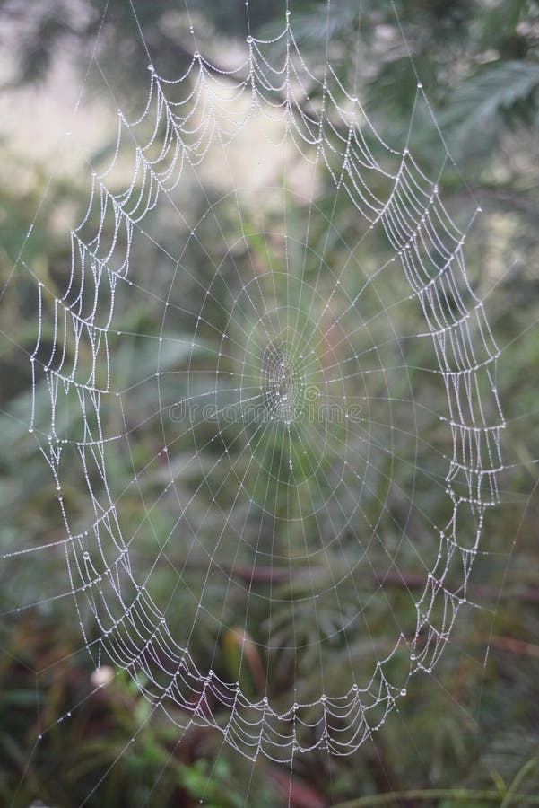 Spider Webs in the Dieng Highland Complex. Stock Photo - Image of ...