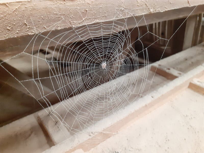 Spider Webs Form between Piles of Wood Stock Photo - Image of webs ...