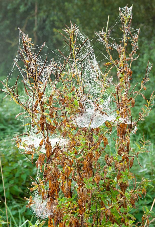 Spider webs stock image. Image of spiders, life, spider - 103026515