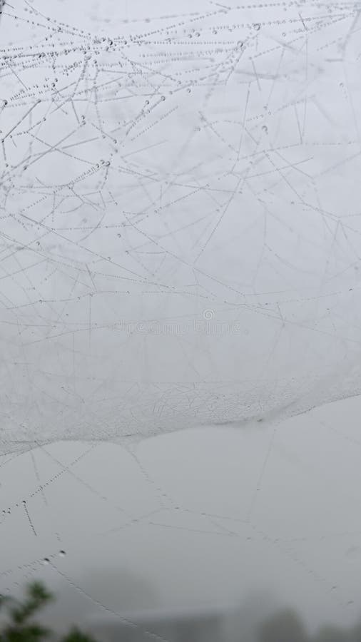 Spider webs in the mist stock image. Image of drops - 380332445