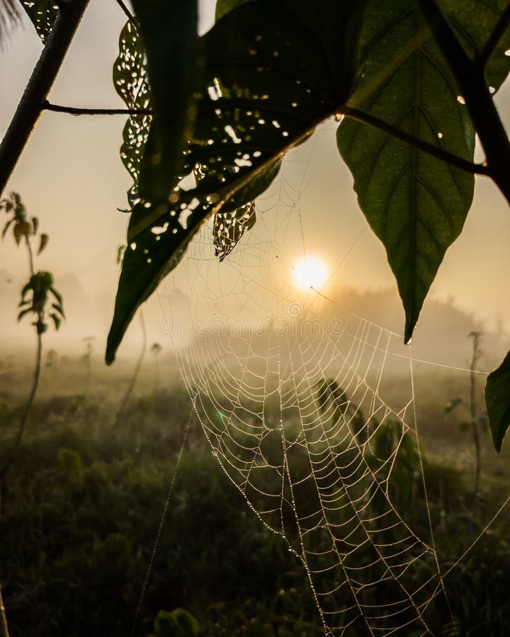 Spider Webs in the Misty Foggy Morning Stock Image - Image of misty ...