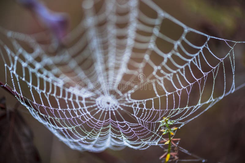 Spider webs on the morning stock image. Image of wild - 186144173
