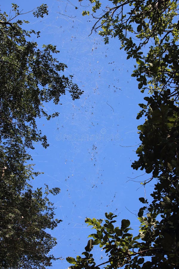 Spider Webs Spanning the Gap between Tree Tops Stock Image - Image of ...