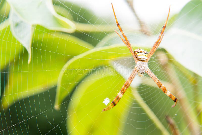 Spider Webs To Catch on in the Morning. Stock Photo - Image of ...