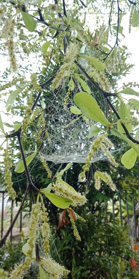 "a Spider Web Touched by Morning Dew." Stock Photo - Image of berry ...
