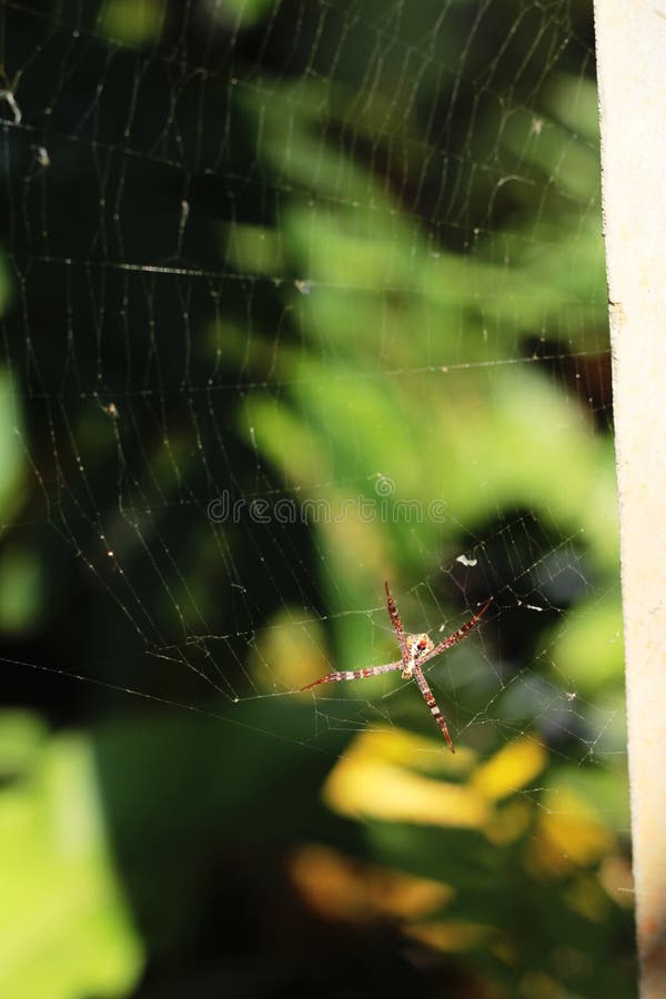 Spider Webs on Tree in the Nature. Stock Photo - Image of design ...
