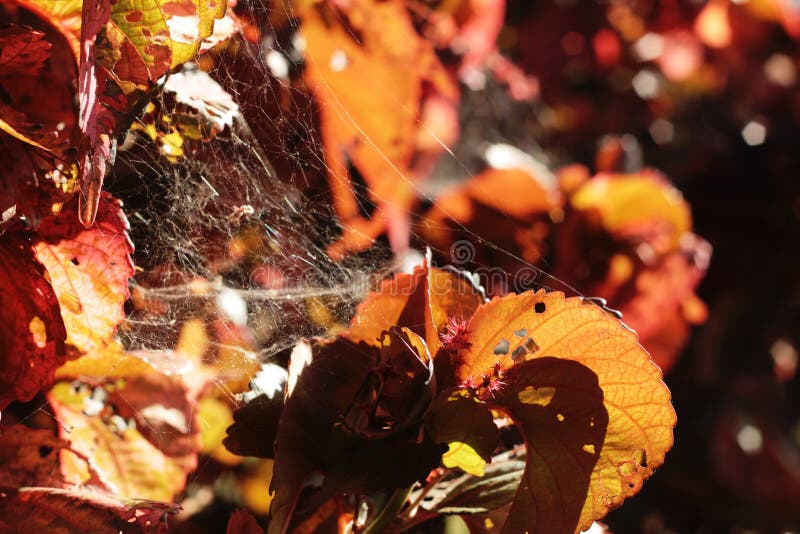 Spider Webs on Tree in the Nature. Stock Image - Image of element ...