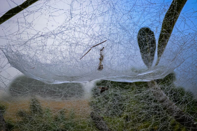 Spider webs in the trees stock photo. Image of morning - 163829622