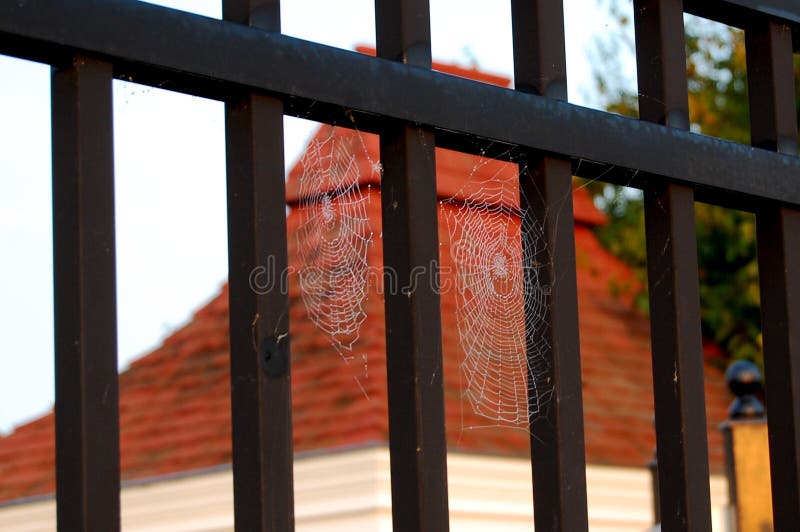 Spider Webs stock photo. Image of silky, spiders, webs - 140309702