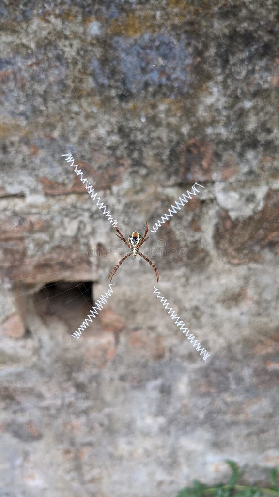 Spider Webs, Ultimate Engineering Stock Photo - Image of spider, webs ...
