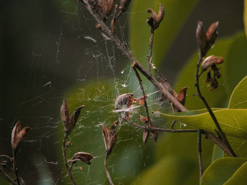 Spider webs stock image. Image of spider, nature, village - 188920475