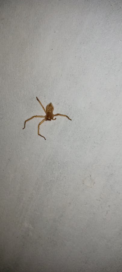 A Spider Which Has Four Legs Stock Photo - Image of leaf, legs: 188832726