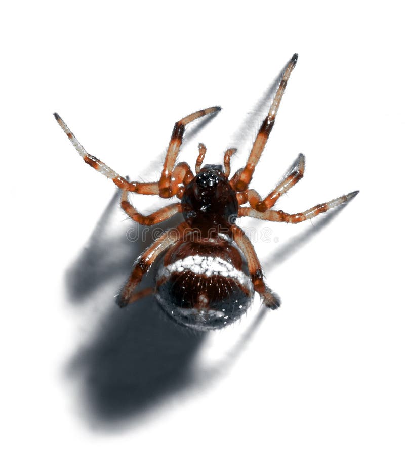 A Spider on a White Background Stock Image - Image of crawly, brown ...