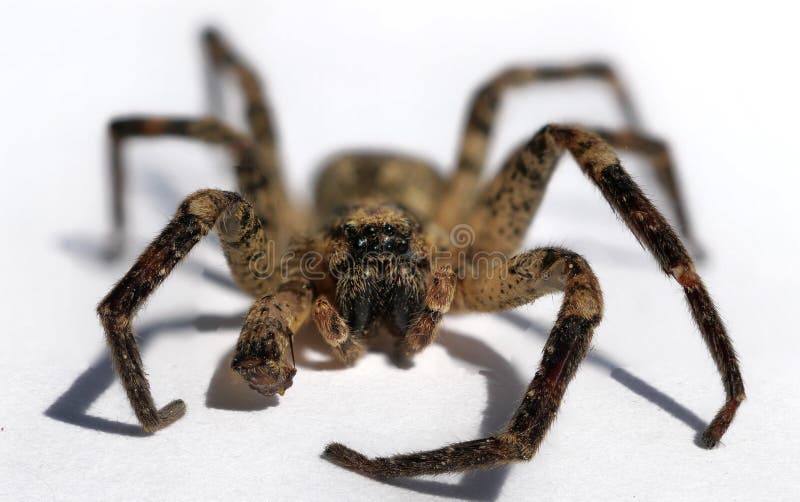 Spider on white background stock photo. Image of garden - 180685900