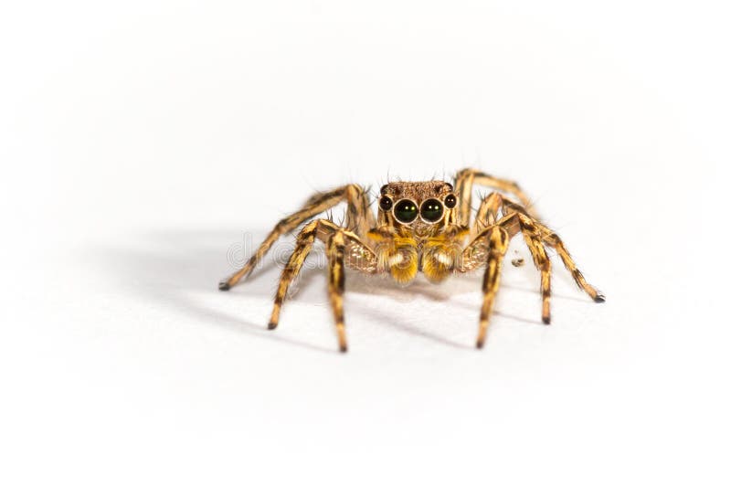 Spider In White Background. Stock Photo - Image: 43111792