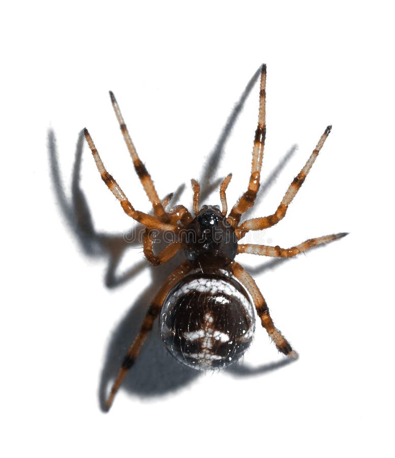 A Spider on a White Background Stock Image - Image of creepy, monster ...