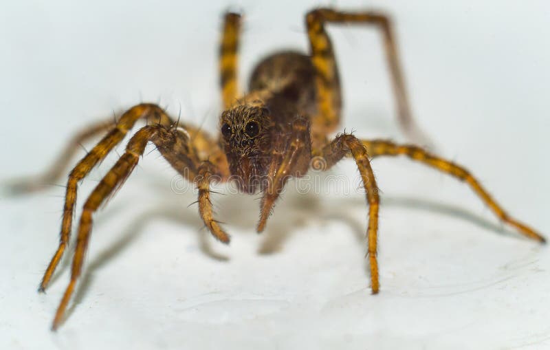 Spider on white background stock image. Image of predator - 109522451