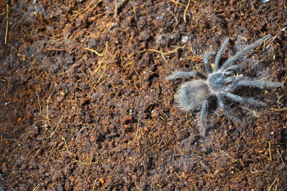 Spider stock image. Image of insect, black, spider, scary - 88039191