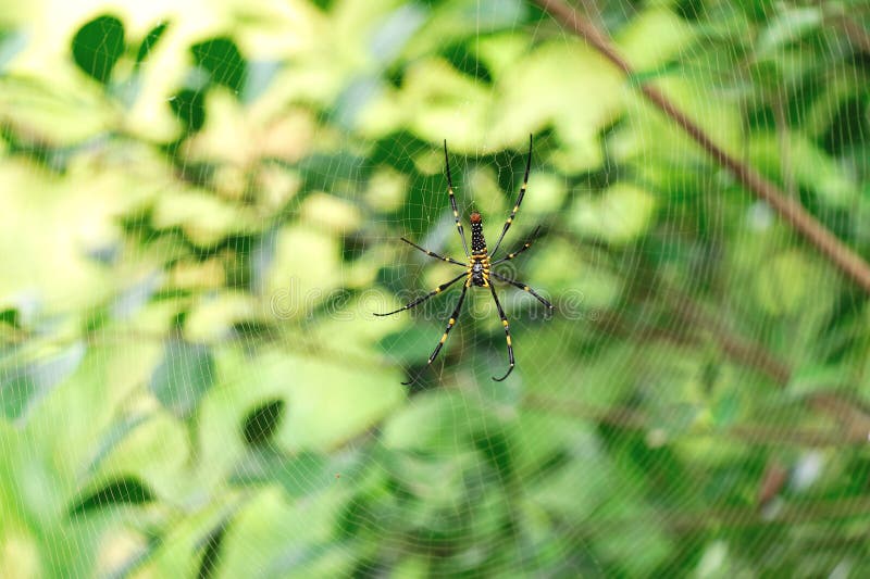 Spider in wide web stock photo. Image of spider, rainforest - 25147790