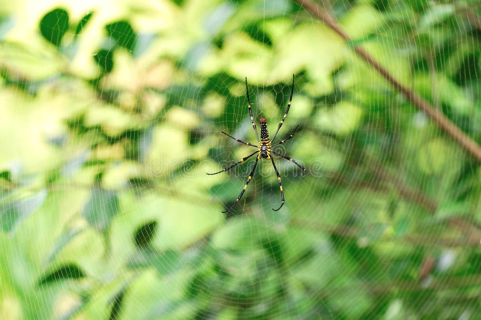 Spider in wide web stock photo. Image of spider, rainforest - 25147790