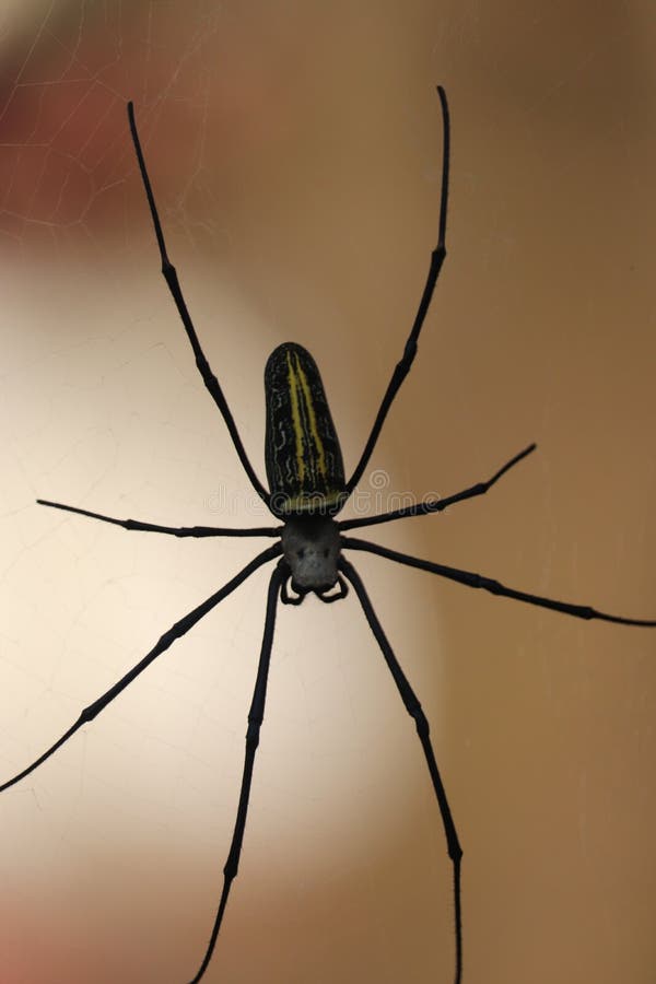 Spider stock image. Image of wild, spider, superzoom - 132455145