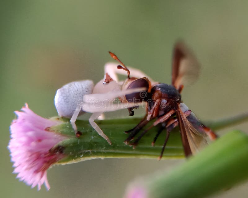 Spider in wild stock image. Image of flower, invertebrate - 191659435