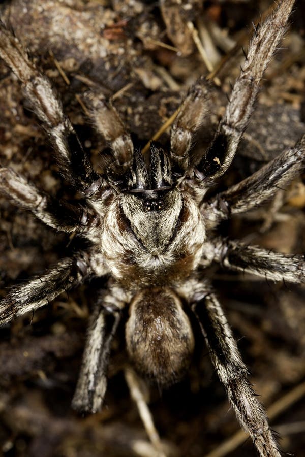 Spider on the wild stock photo. Image of arthropod, decay - 105944104