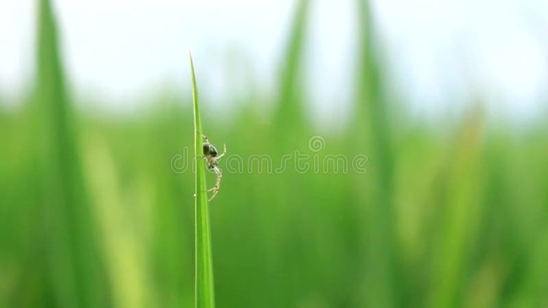 Spider in the wind stock footage. Video of argiope, environment - 212481678