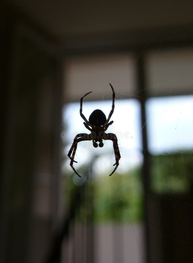 Spider web on a window stock image. Image of untidy - 227894629