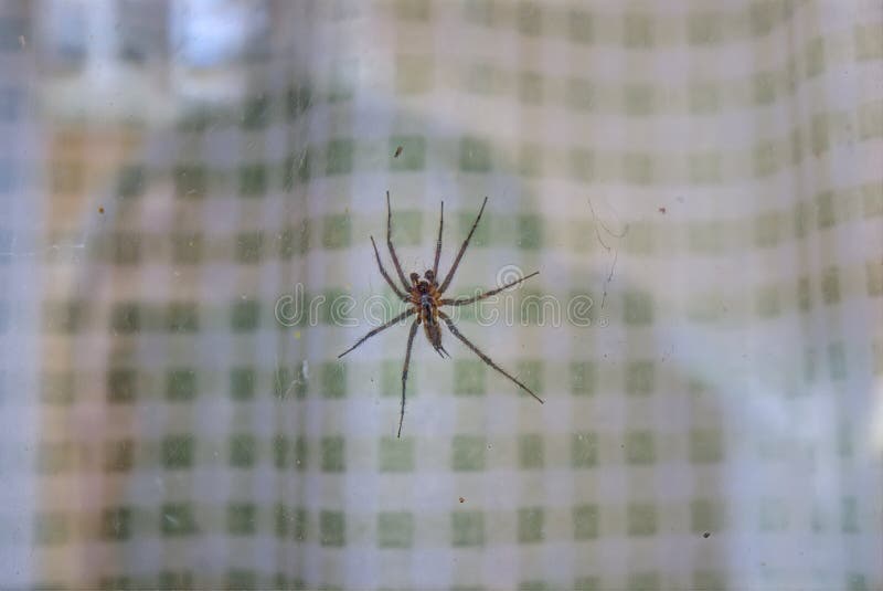 Spider on window stock photo. Image of large, cobweb - 242700152