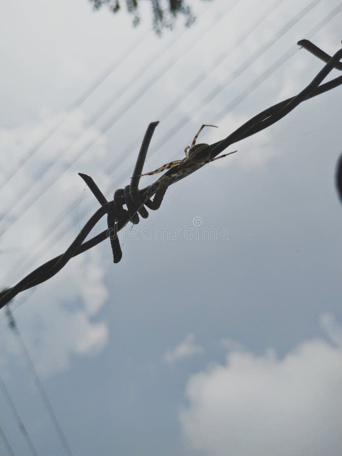 Spider on the Wire Struggling for Survival and Life Stock Photo - Image ...