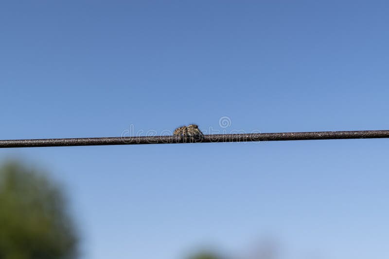 Spider on the Wire in a Sunny Day Stock Image - Image of background ...
