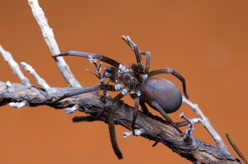 Spider in wood branches stock photo. Image of detail - 60932310