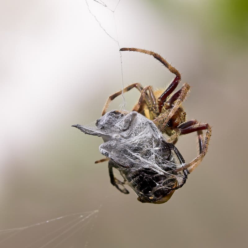Spider at work stock photo. Image of arachnid, fang, prey - 3875622