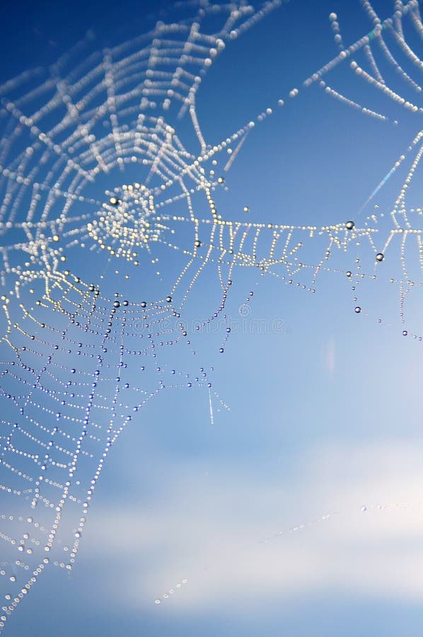 Spider at work stock photo. Image of arachnid, fang, prey - 3875622