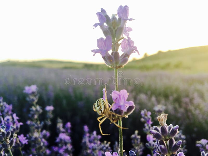 Spider at the work stock photo. Image of harmony, spider - 100077420
