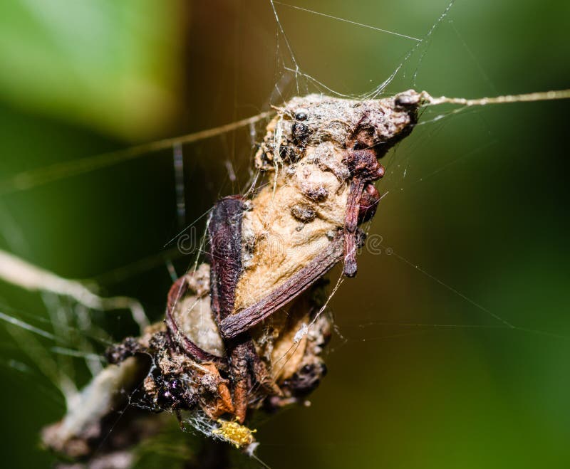 Spider at work stock image. Image of spring, breakfast - 86526623