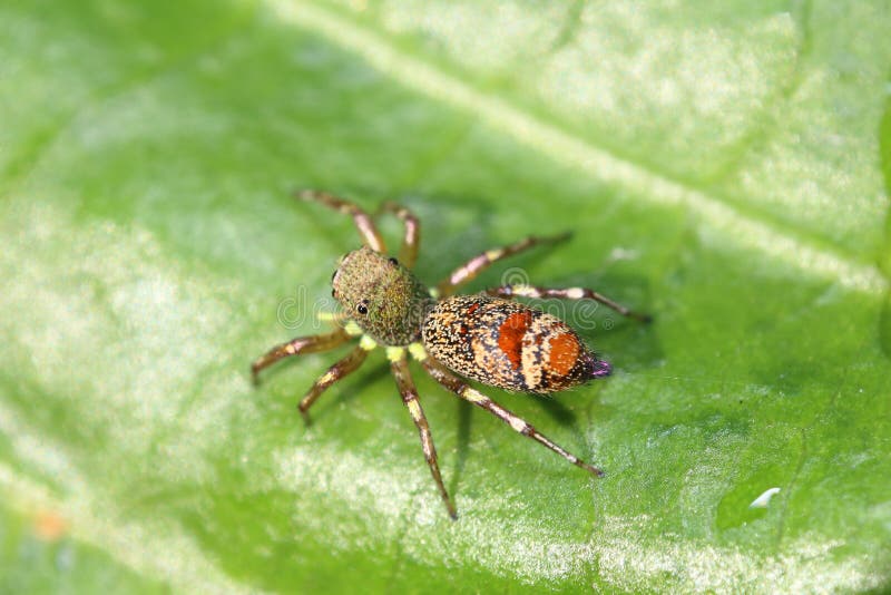Spider Working in the Green Tree Stock Photo - Image of ants, formica ...